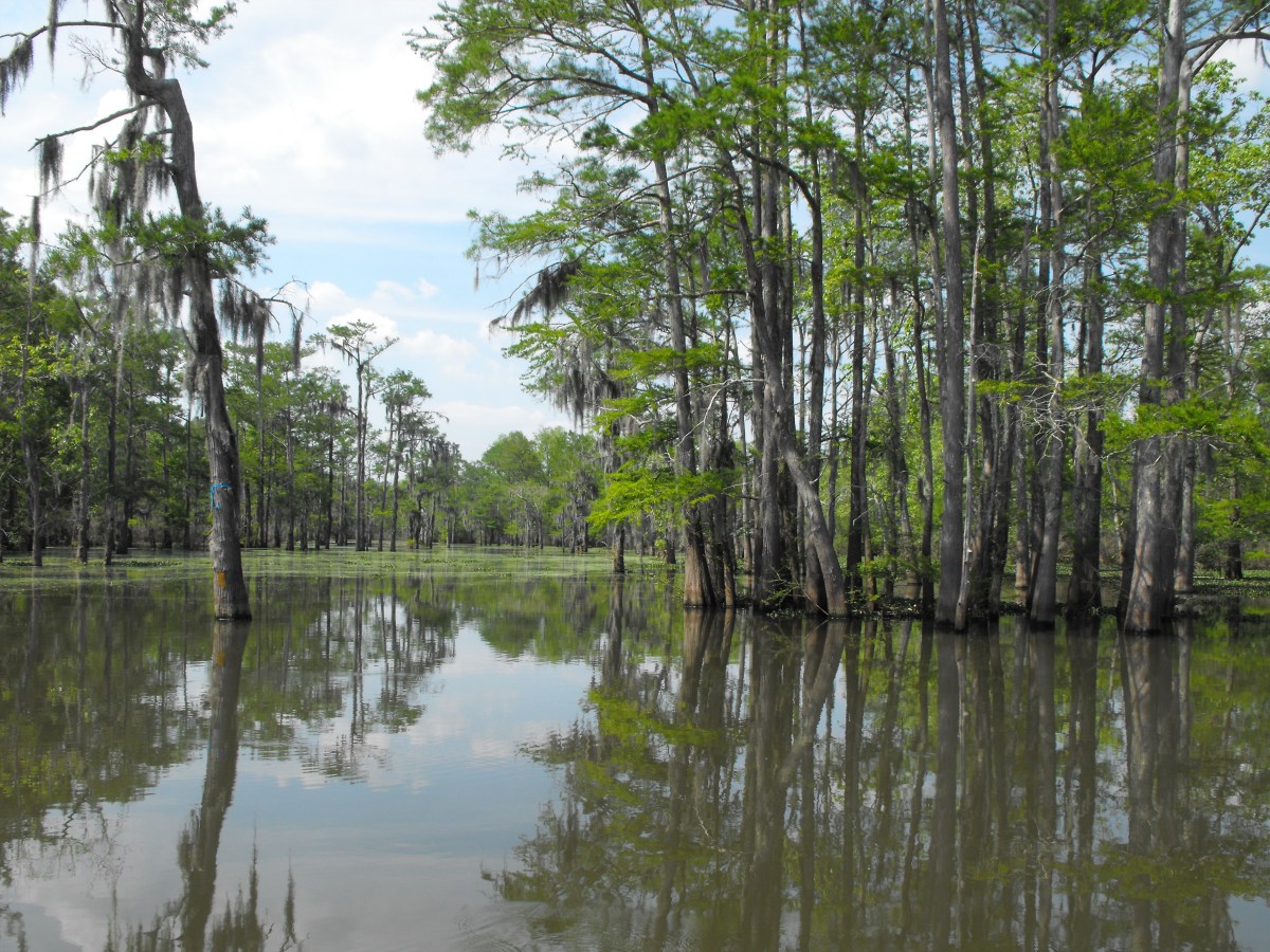 Atchafalaya Basin: A Journey to the Past, A Map to the Future ...